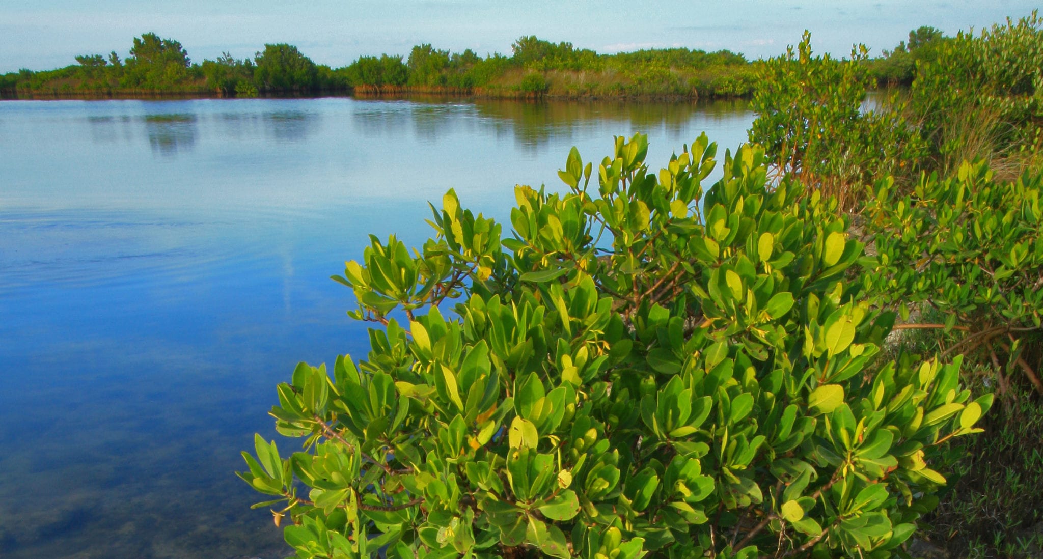 Between the Everglades and the Ocean: South Florida's Environmental ...